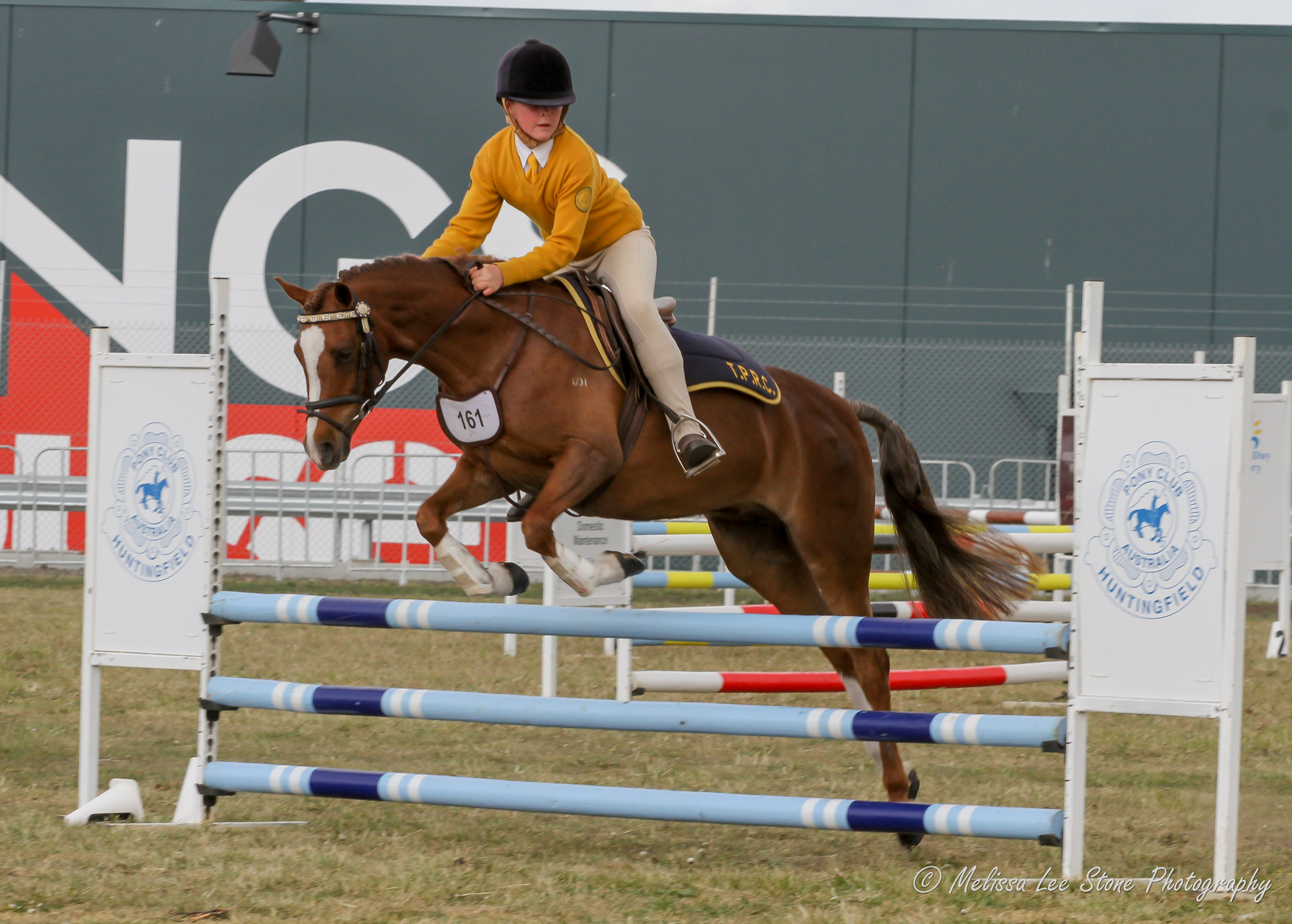 ROYAL HOBART SHOW 2015 WRAP UP | Show Horse Tasmania